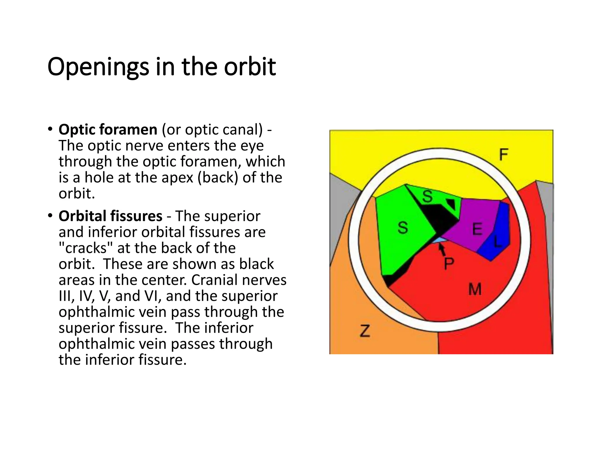 1-Anatomy-and embryology lecture of-the-EYE.pdf