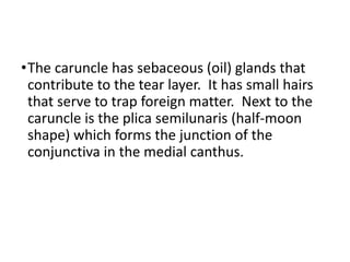 1-Anatomy-and embryology lecture of-the-EYE.pdf