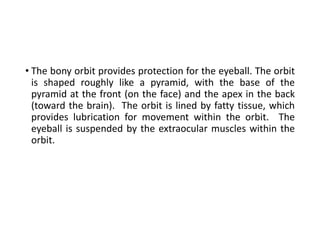1-Anatomy-and embryology lecture of-the-EYE.pdf