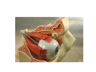 1-Anatomy-and embryology lecture of-the-EYE.pdf