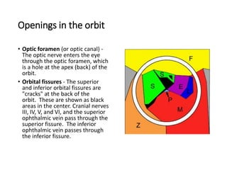 1-Anatomy-and embryology lecture of-the-EYE.pdf