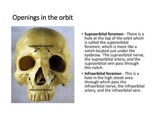 1-Anatomy-and embryology lecture of-the-EYE.pdf