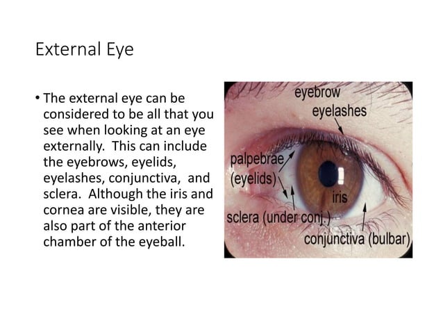 1-Anatomy-and embryology lecture of-the-EYE.pdf | Eye and Vision ...