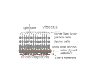 1-Anatomy-and embryology lecture of-the-EYE.pdf