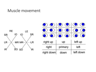 1-Anatomy-and embryology lecture of-the-EYE.pdf