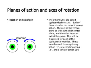 1-Anatomy-and embryology lecture of-the-EYE.pdf