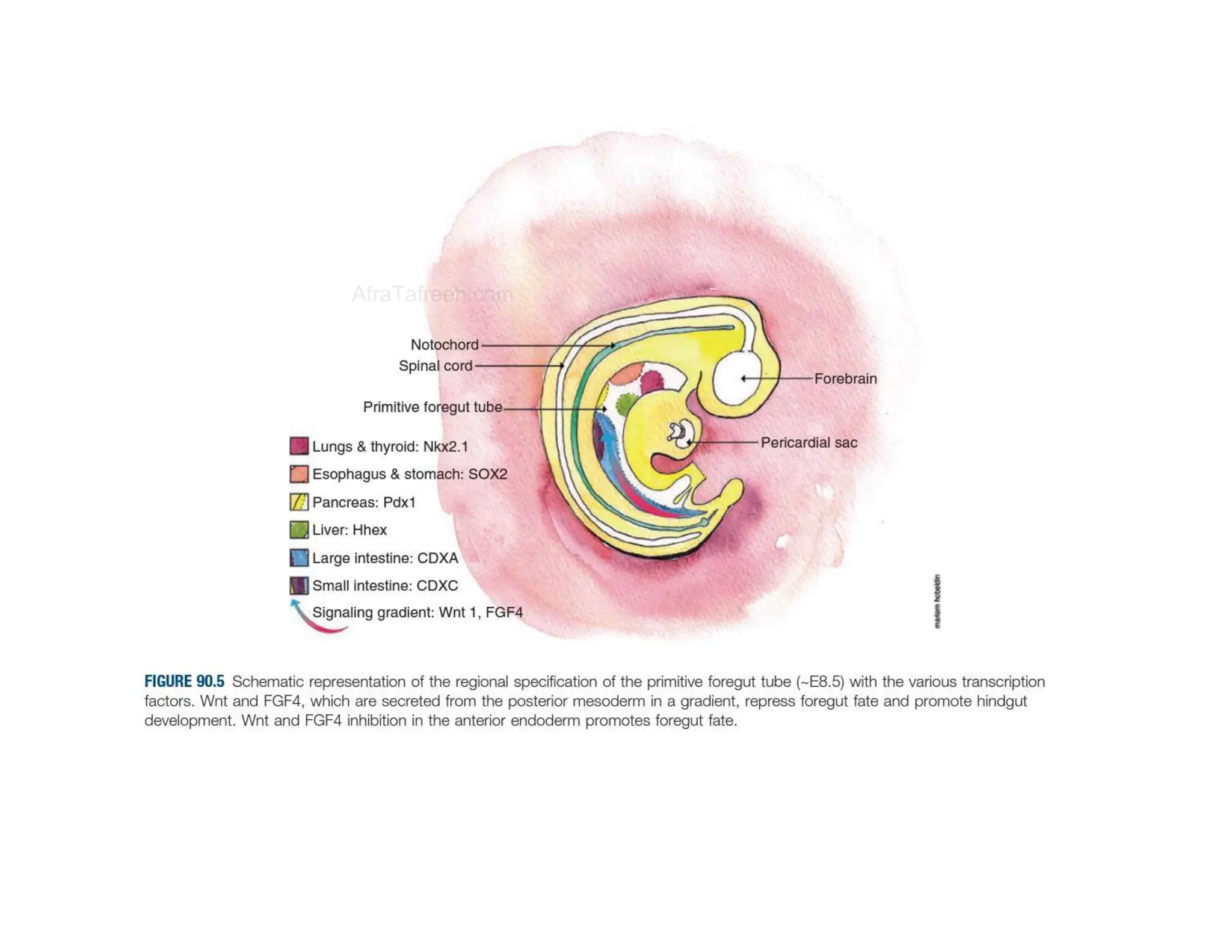 1-Anatomy and Embryology of Pancreas pdfpdf | PDF | Endocrine and ...