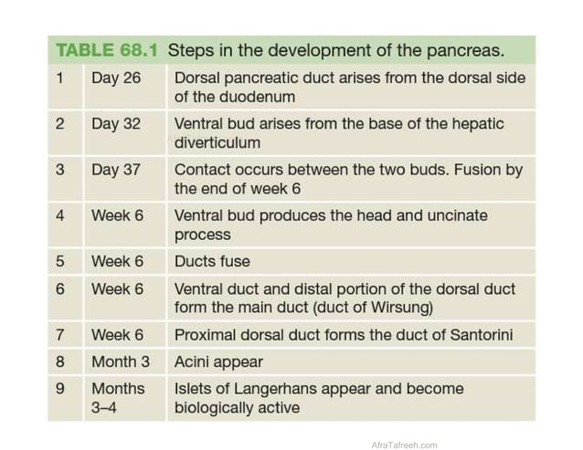 1-Anatomy and Embryology of Pancreas pdfpdf | PDF | Endocrine and ...