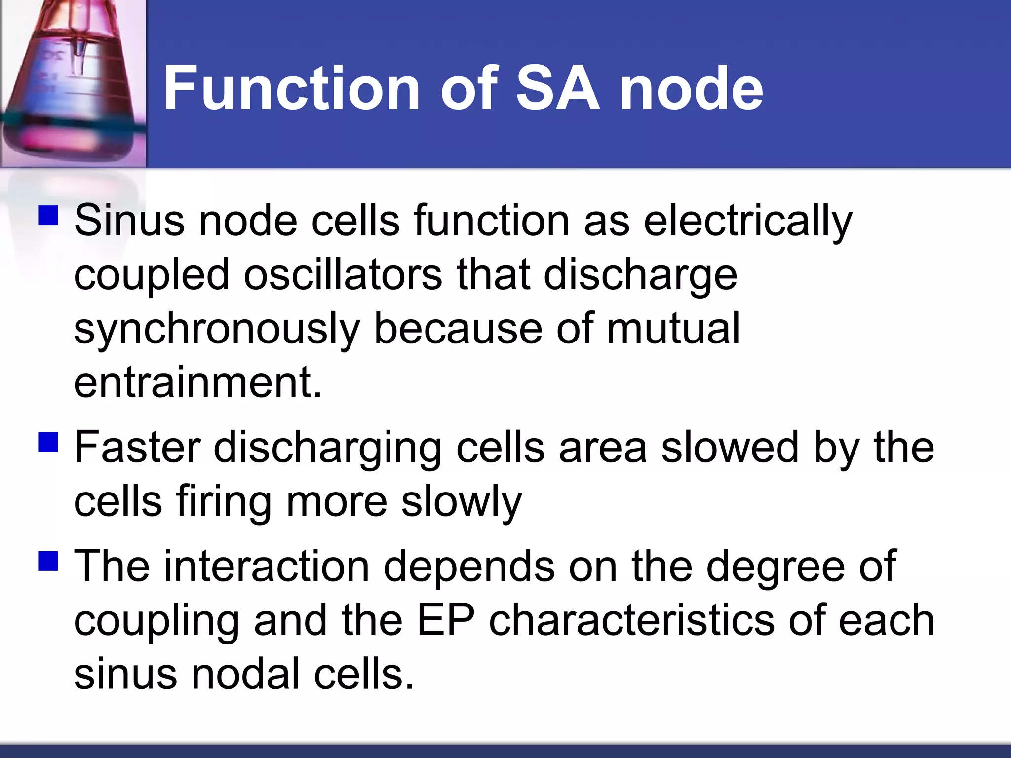 Anatomy of Cardiac Conduction System | PPT