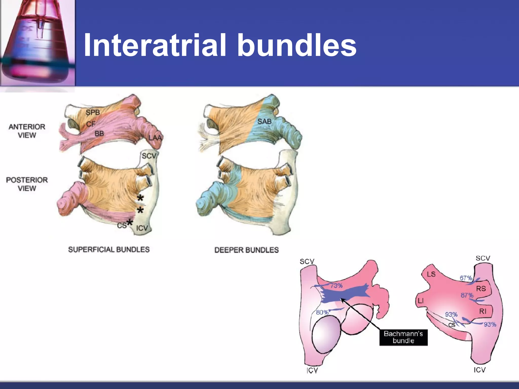 Anatomy of Cardiac Conduction System | PPT