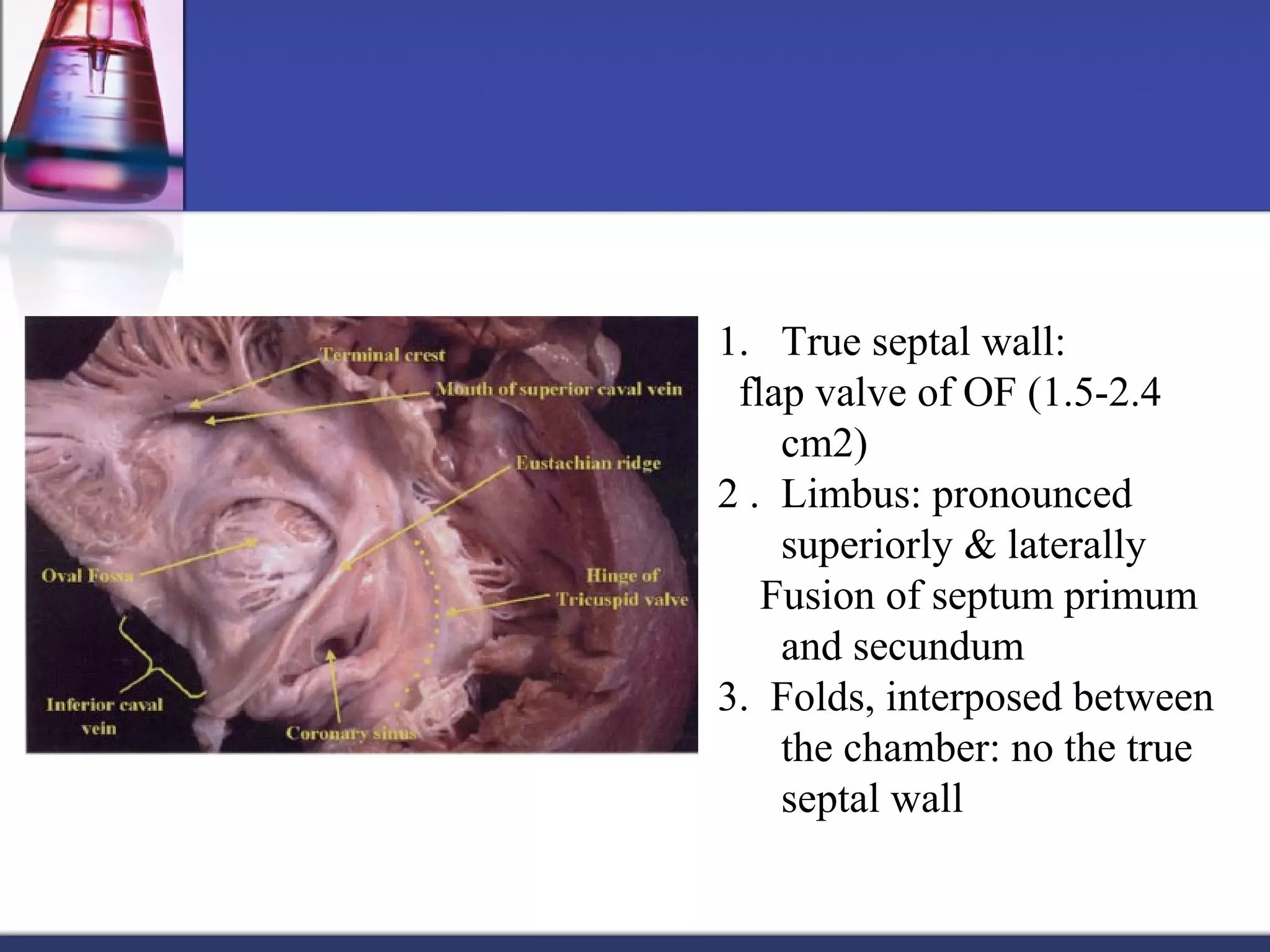 Anatomy of Cardiac Conduction System | PPT
