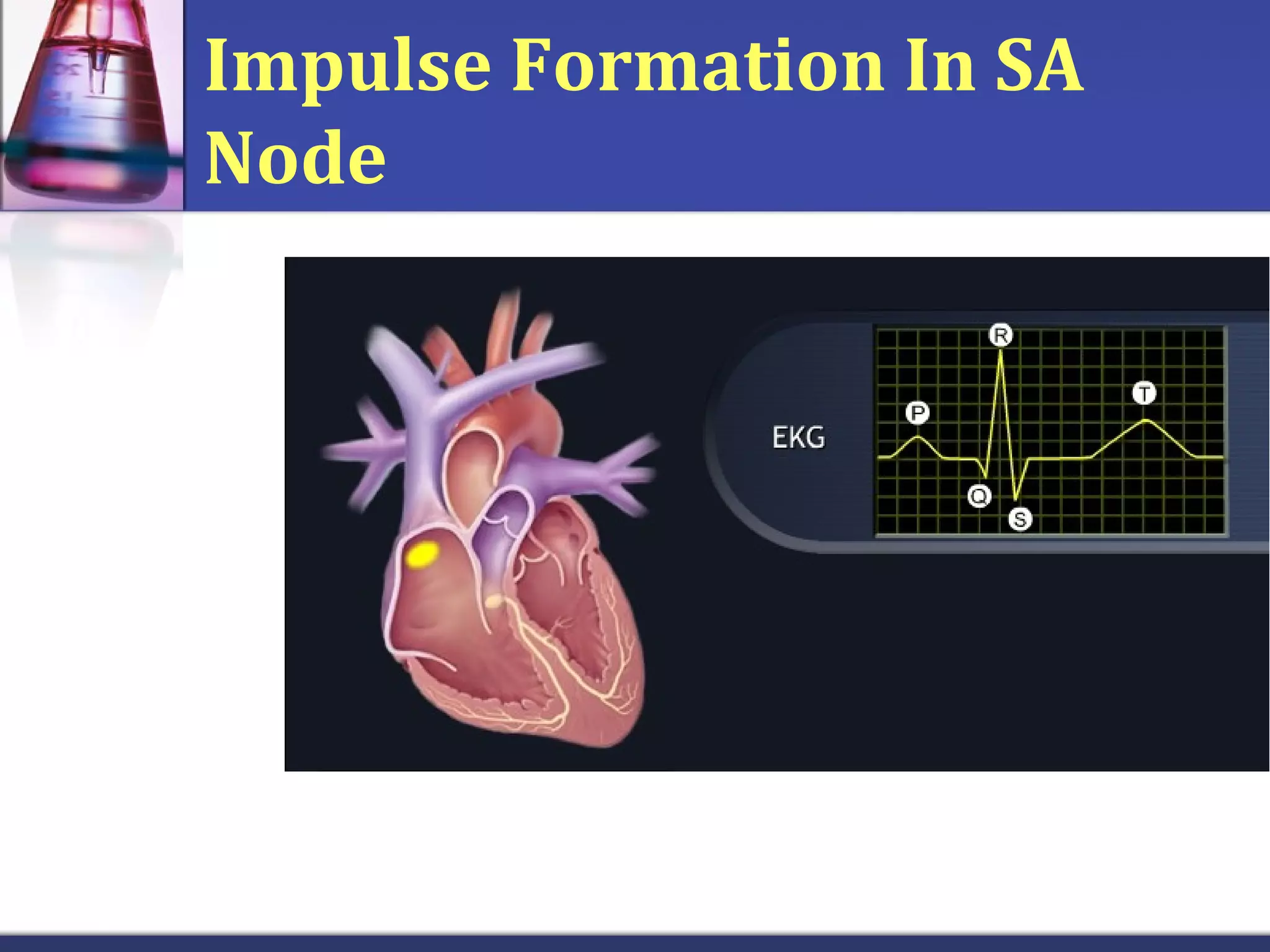 Anatomy of Cardiac Conduction System | PPT