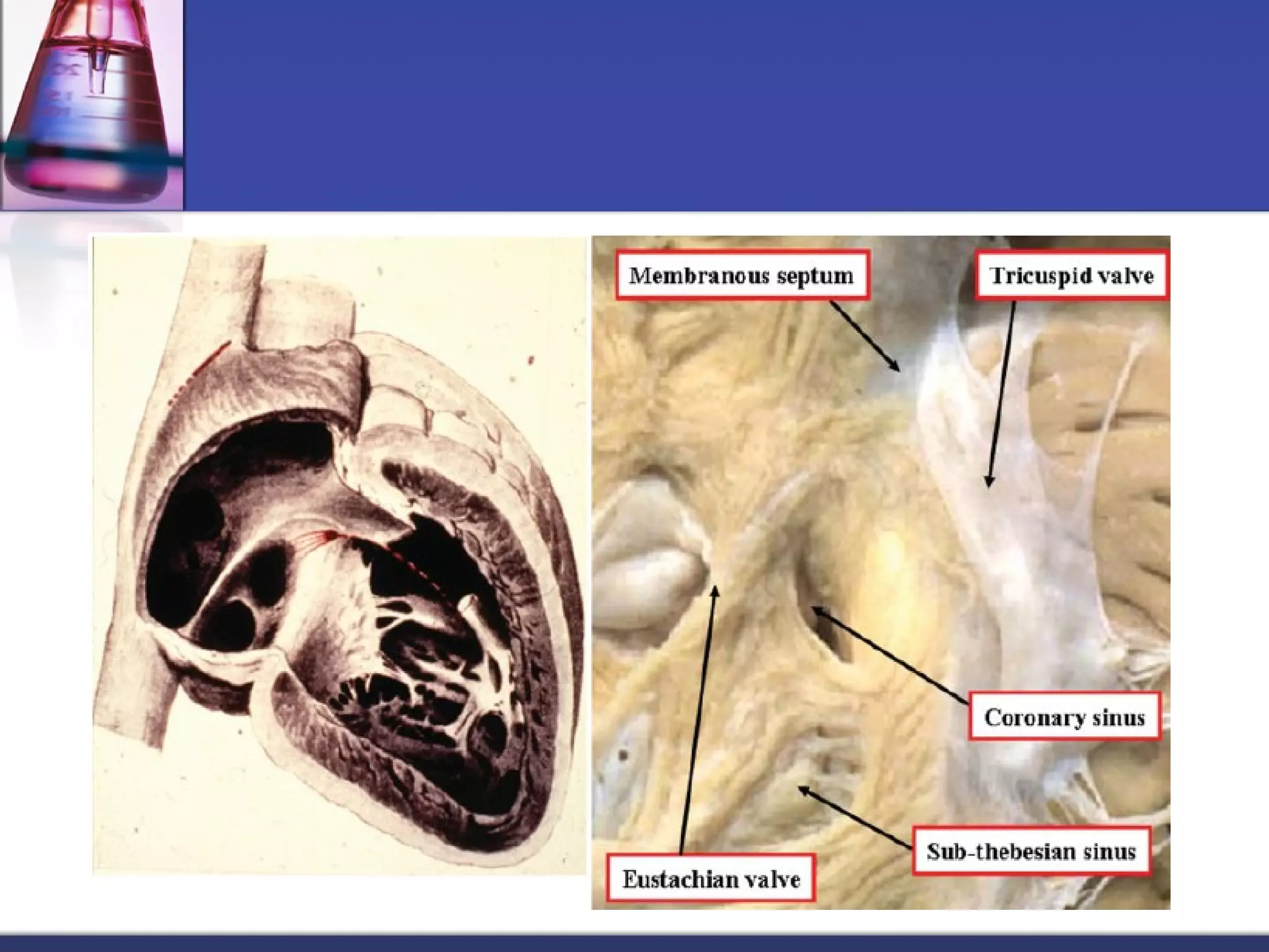 Anatomy of Cardiac Conduction System | PPT