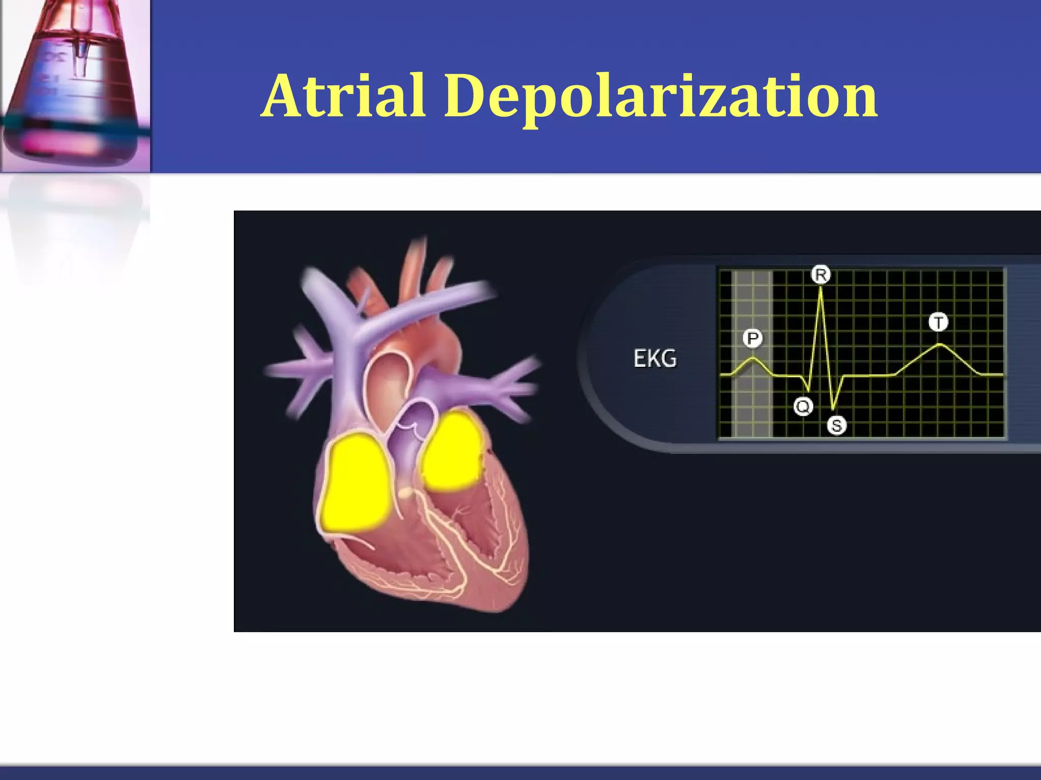 Anatomy of Cardiac Conduction System | PPT