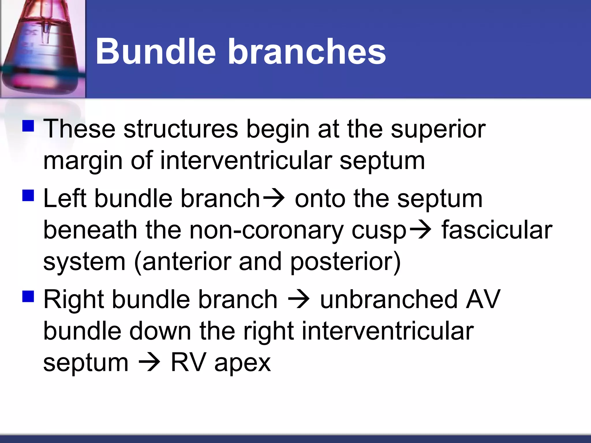 Anatomy of Cardiac Conduction System | PPT