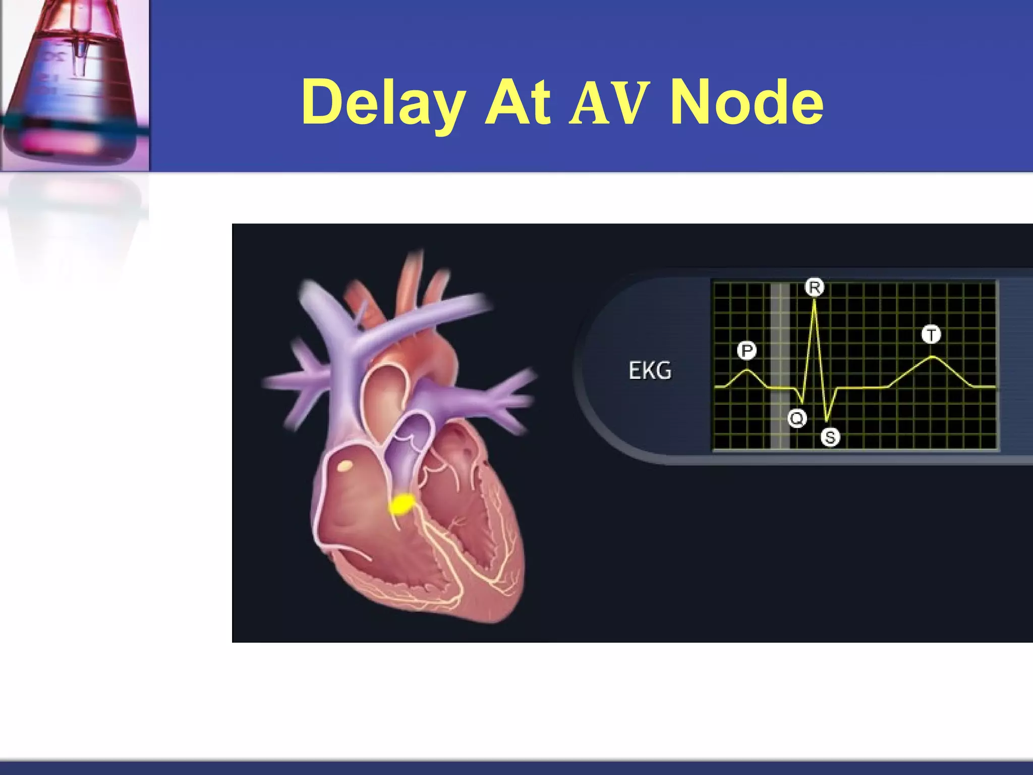 Anatomy of Cardiac Conduction System | PPT