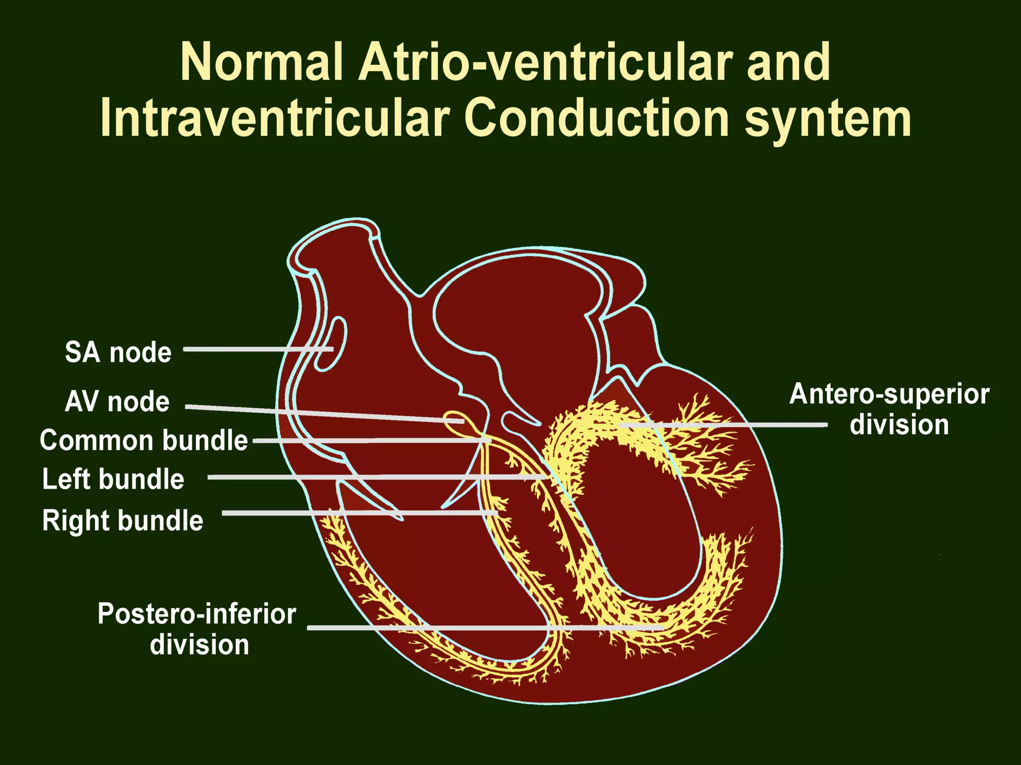 Anatomy of Cardiac Conduction System | PPT