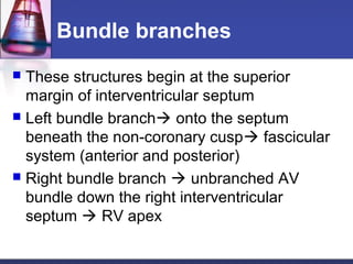 Anatomy of Cardiac Conduction System | PPT