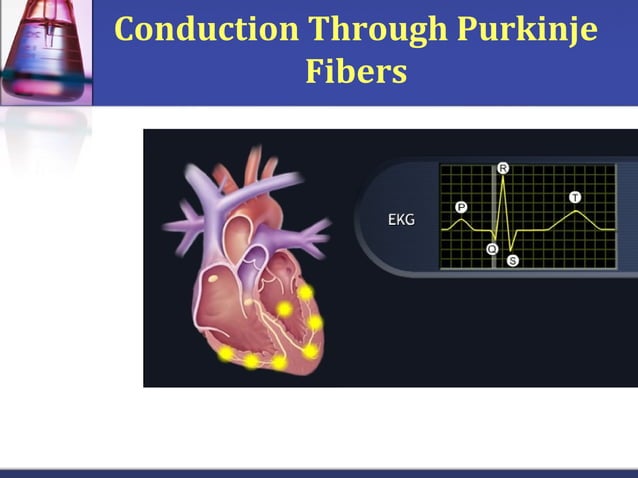 Anatomy of Cardiac Conduction System | PPT | Heart and Cardiovascular ...