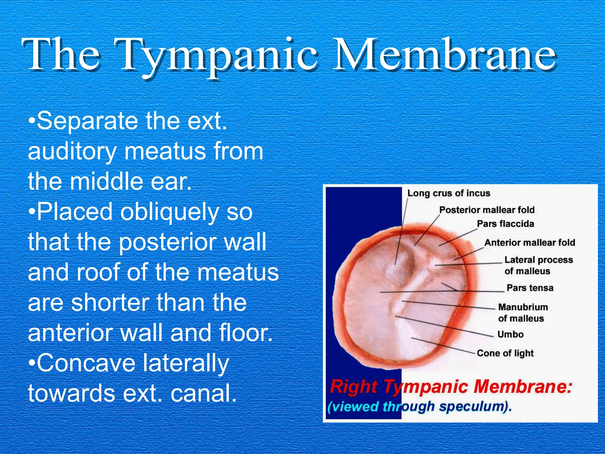 1-Anatomy of ear Anatomy of ear Anatomy of ear Anatomy of ear .pdf ...