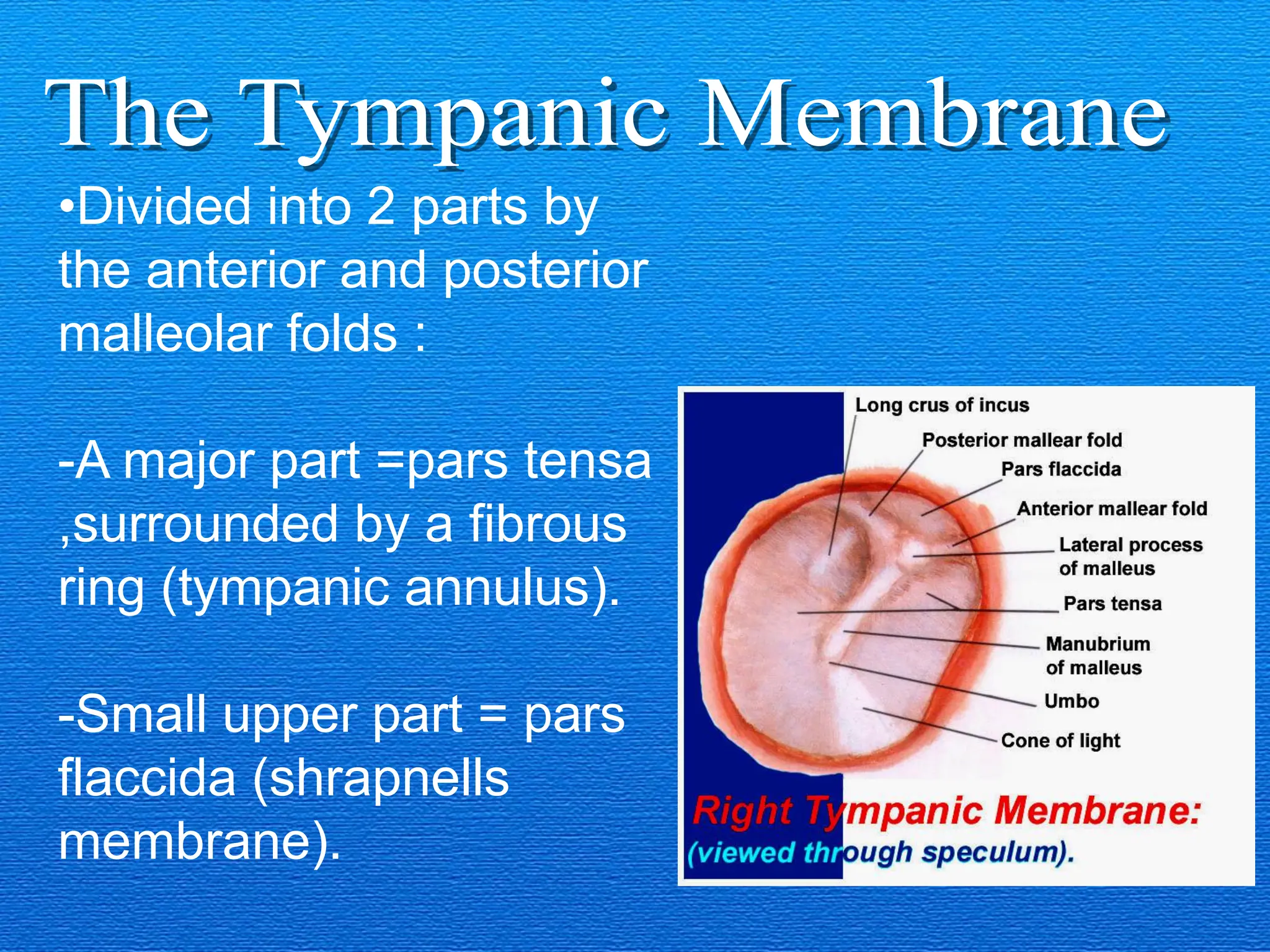 1-Anatomy of ear Anatomy of ear Anatomy of ear Anatomy of ear .pdf