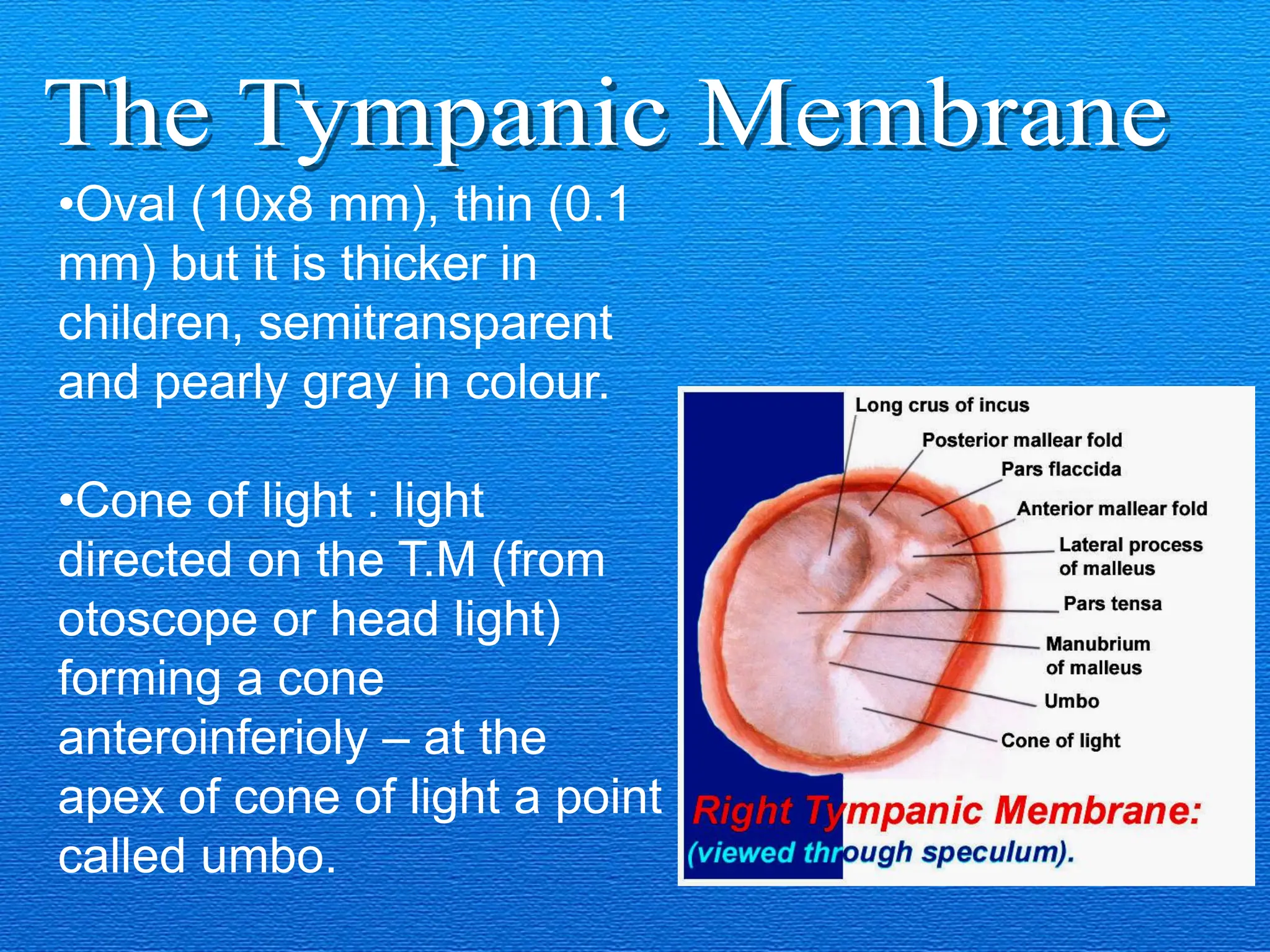 1-Anatomy of ear Anatomy of ear Anatomy of ear Anatomy of ear .pdf
