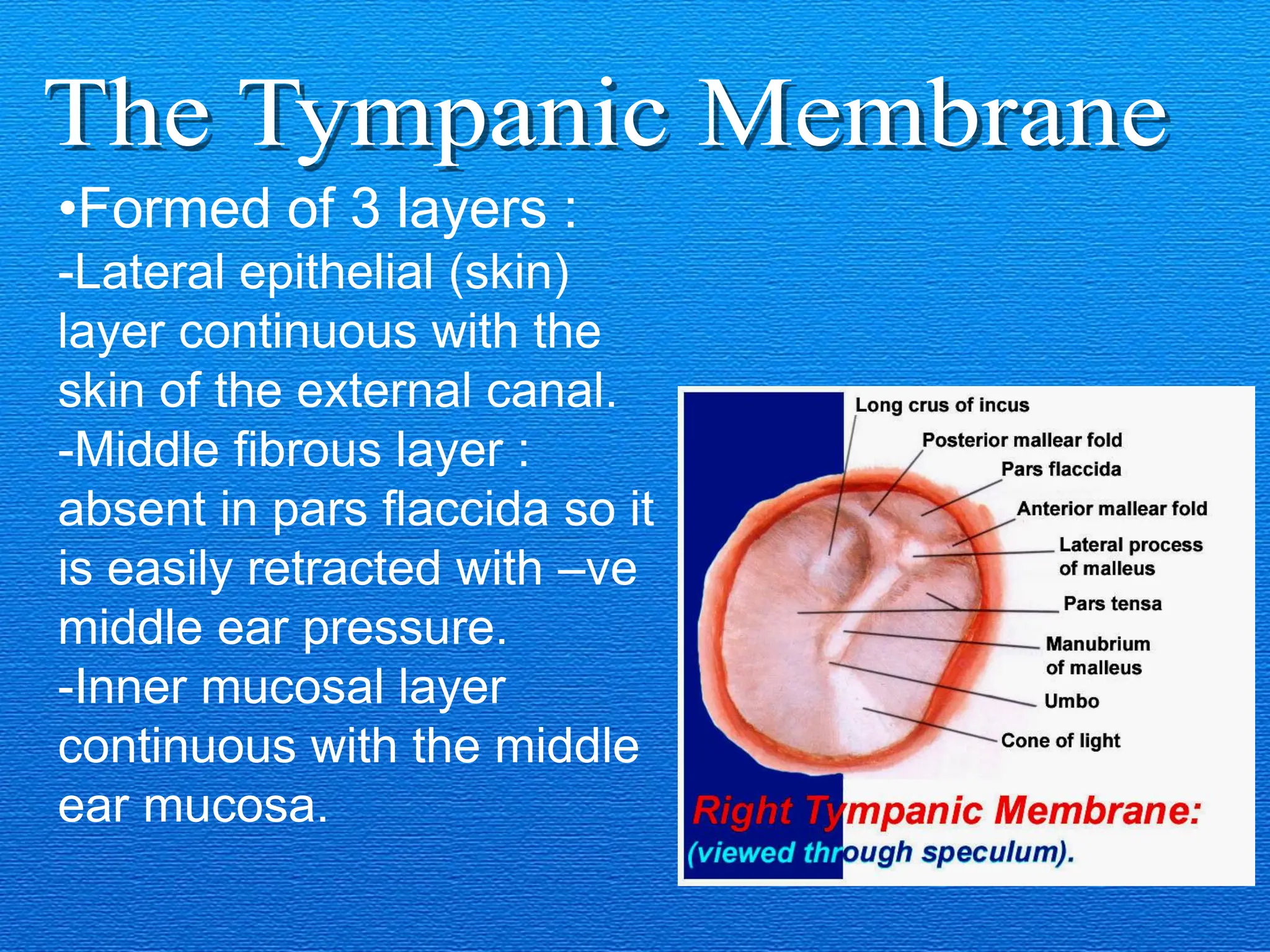 1-Anatomy of ear Anatomy of ear Anatomy of ear Anatomy of ear .pdf