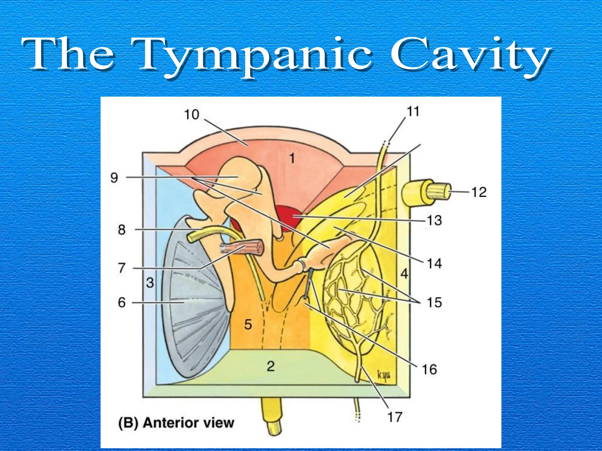 1-Anatomy of ear Anatomy of ear Anatomy of ear Anatomy of ear .pdf