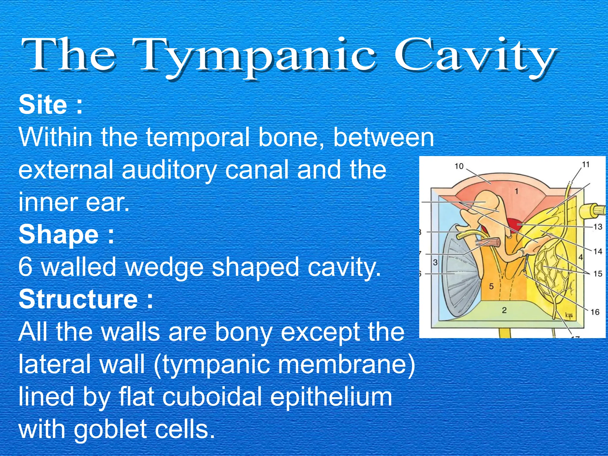 1-Anatomy of ear Anatomy of ear Anatomy of ear Anatomy of ear .pdf