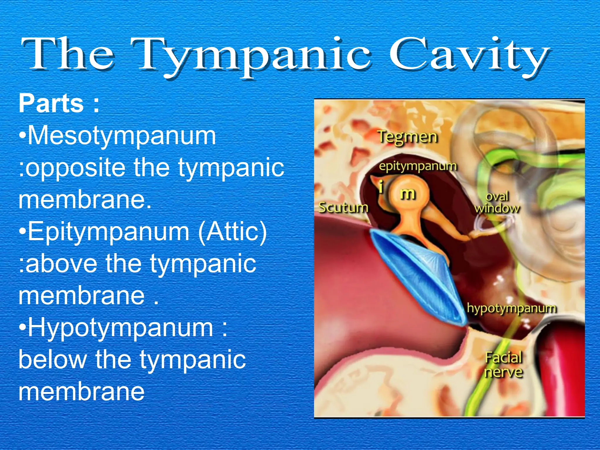 1-Anatomy of ear Anatomy of ear Anatomy of ear Anatomy of ear .pdf