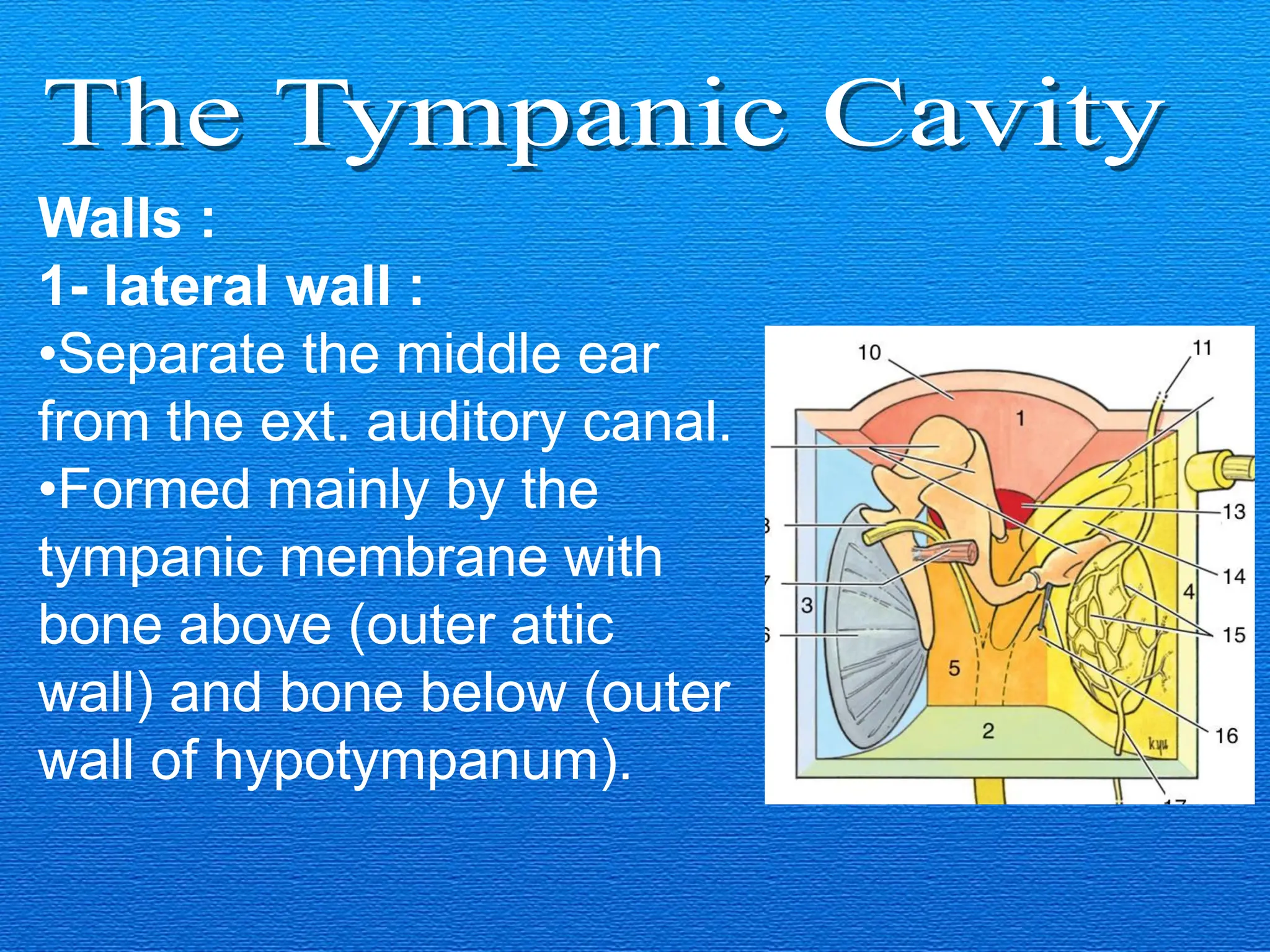 1-Anatomy of ear Anatomy of ear Anatomy of ear Anatomy of ear .pdf