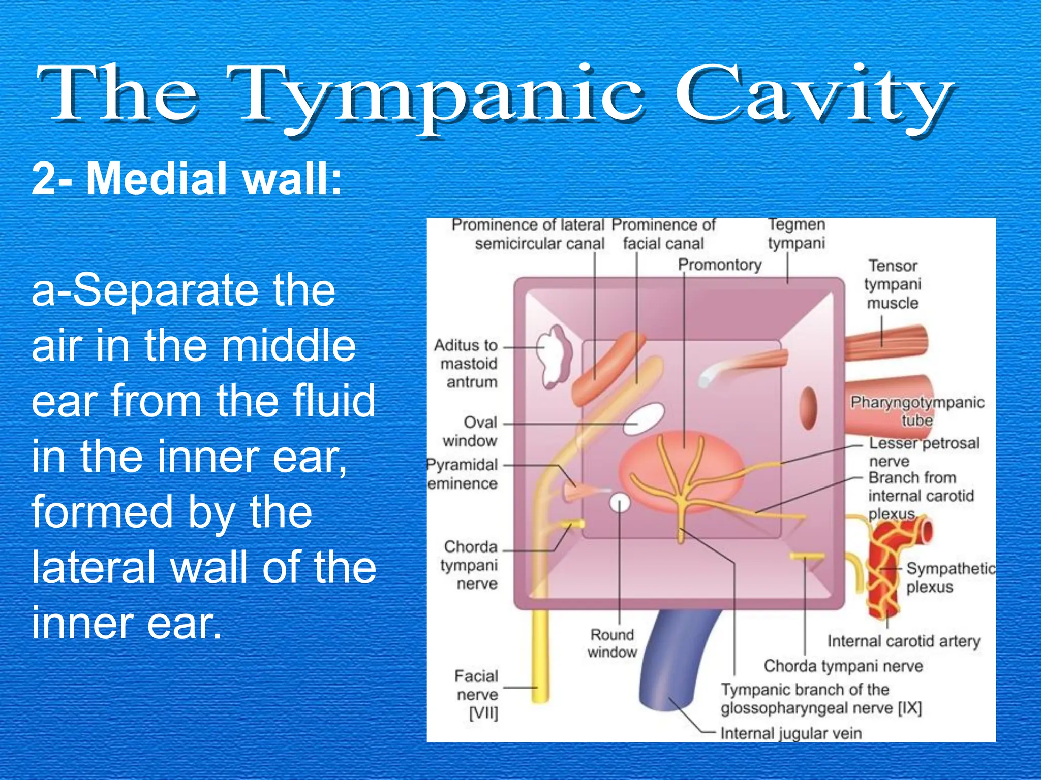 1-Anatomy of ear Anatomy of ear Anatomy of ear Anatomy of ear .pdf