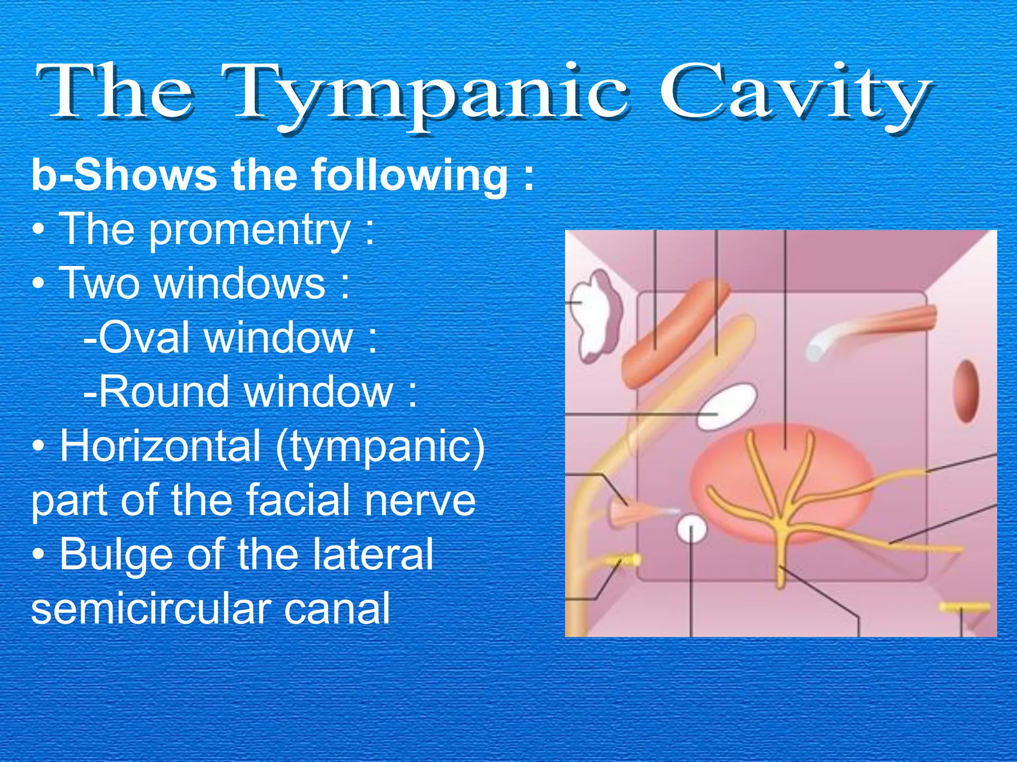 1-Anatomy of ear Anatomy of ear Anatomy of ear Anatomy of ear .pdf