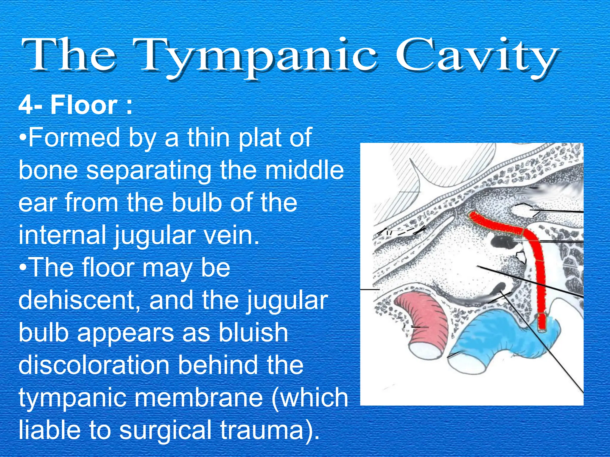 1-Anatomy of ear Anatomy of ear Anatomy of ear Anatomy of ear .pdf