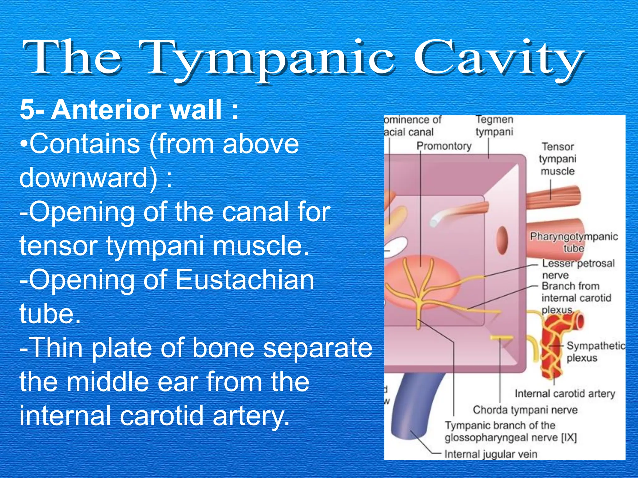 1-Anatomy of ear Anatomy of ear Anatomy of ear Anatomy of ear .pdf