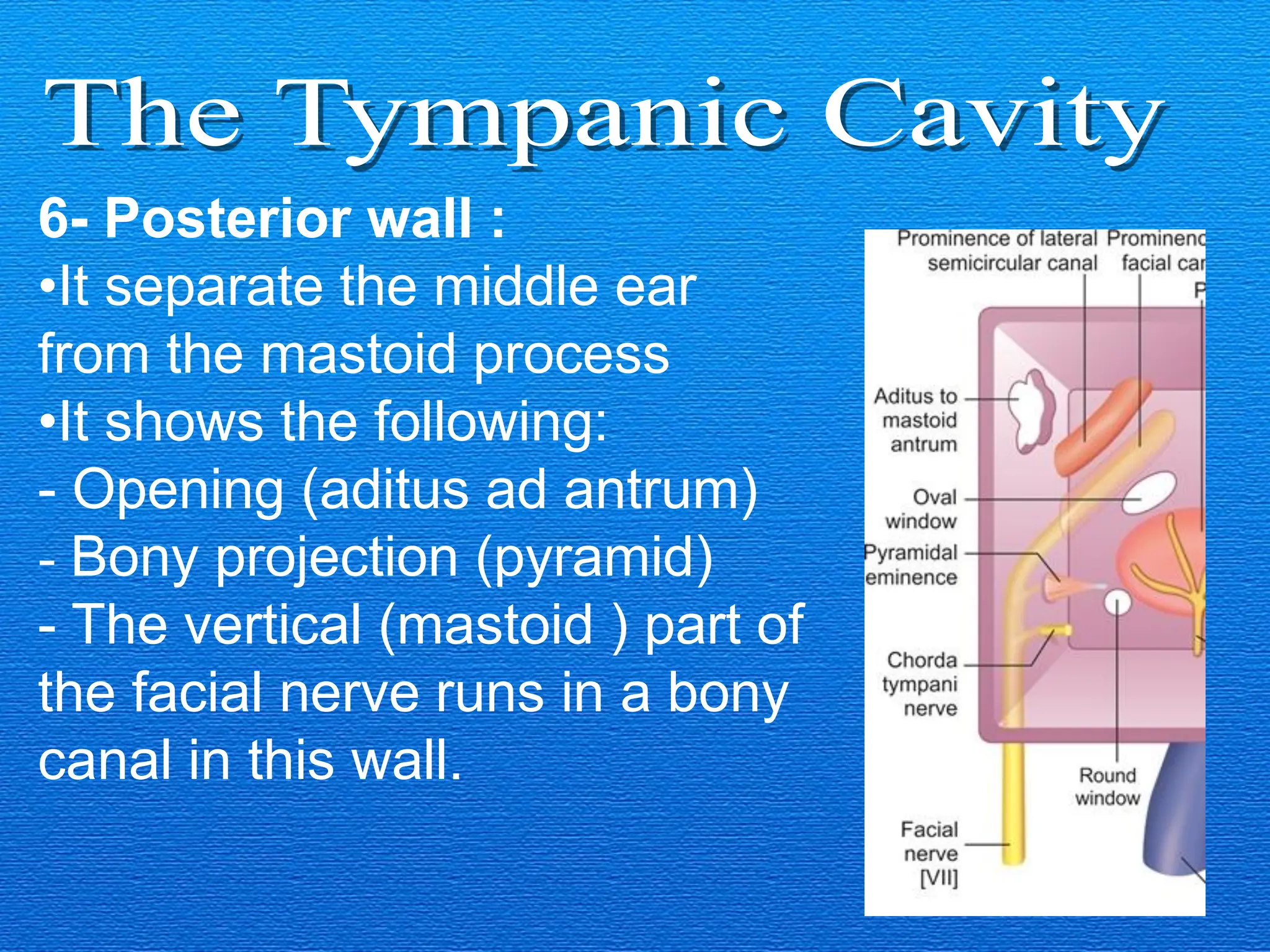 1-Anatomy of ear Anatomy of ear Anatomy of ear Anatomy of ear .pdf