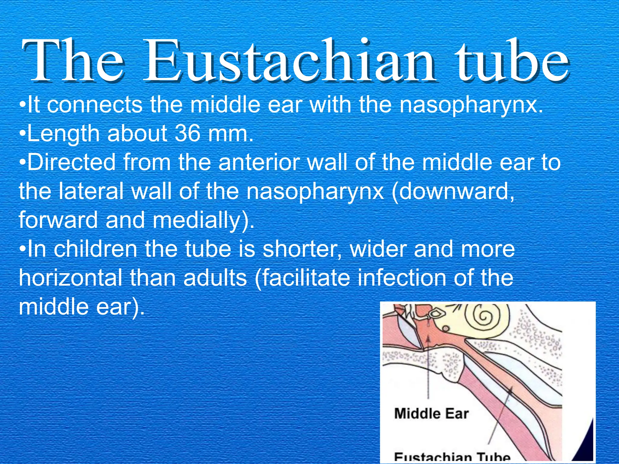 1-Anatomy of ear Anatomy of ear Anatomy of ear Anatomy of ear .pdf