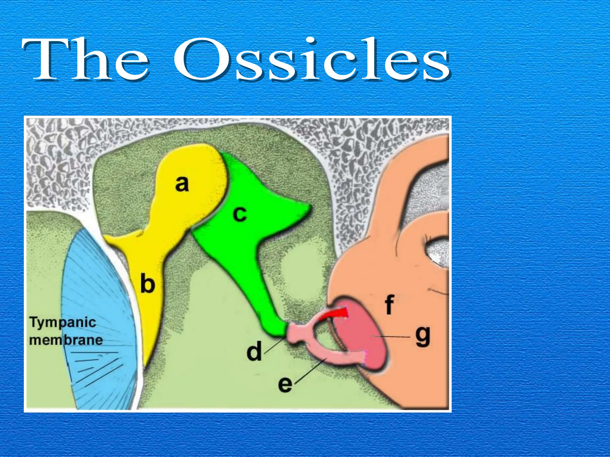 1-Anatomy of ear Anatomy of ear Anatomy of ear Anatomy of ear .pdf