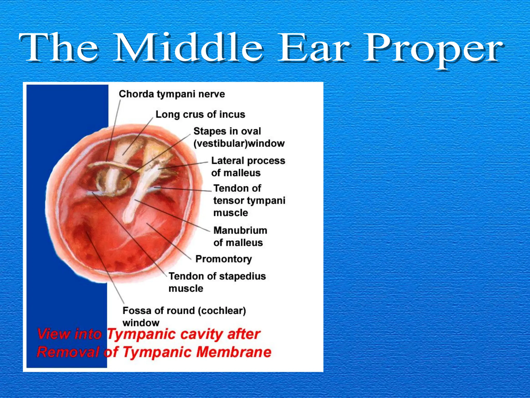 1-Anatomy of ear Anatomy of ear Anatomy of ear Anatomy of ear .pdf