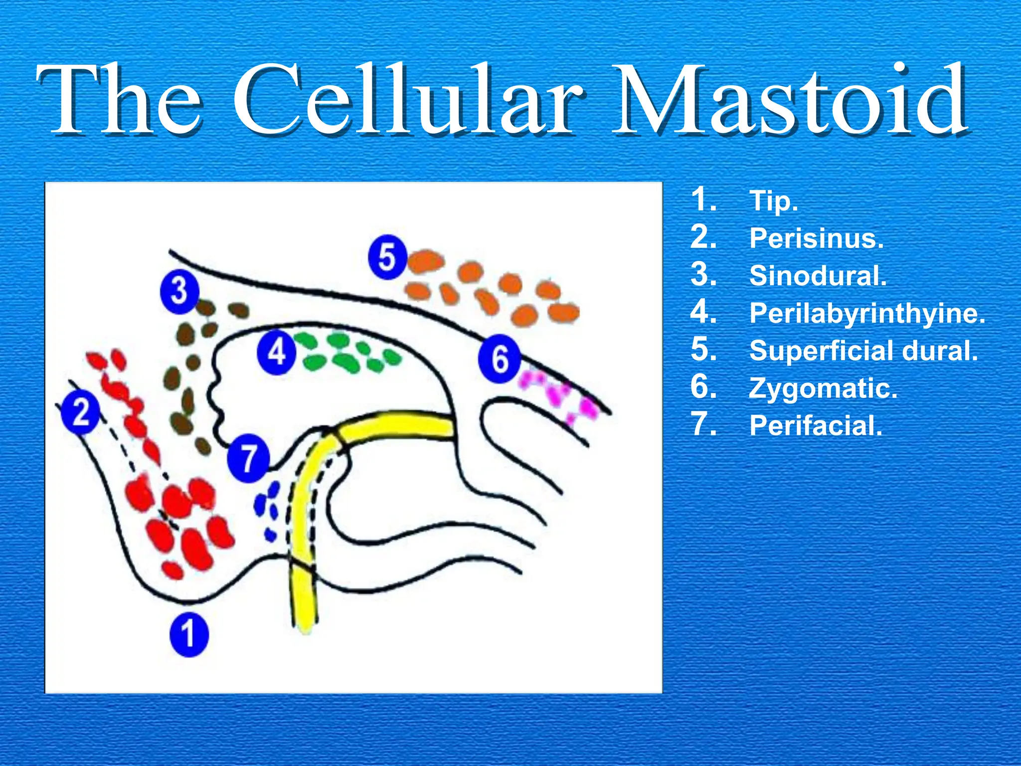 1-Anatomy of ear Anatomy of ear Anatomy of ear Anatomy of ear .pdf