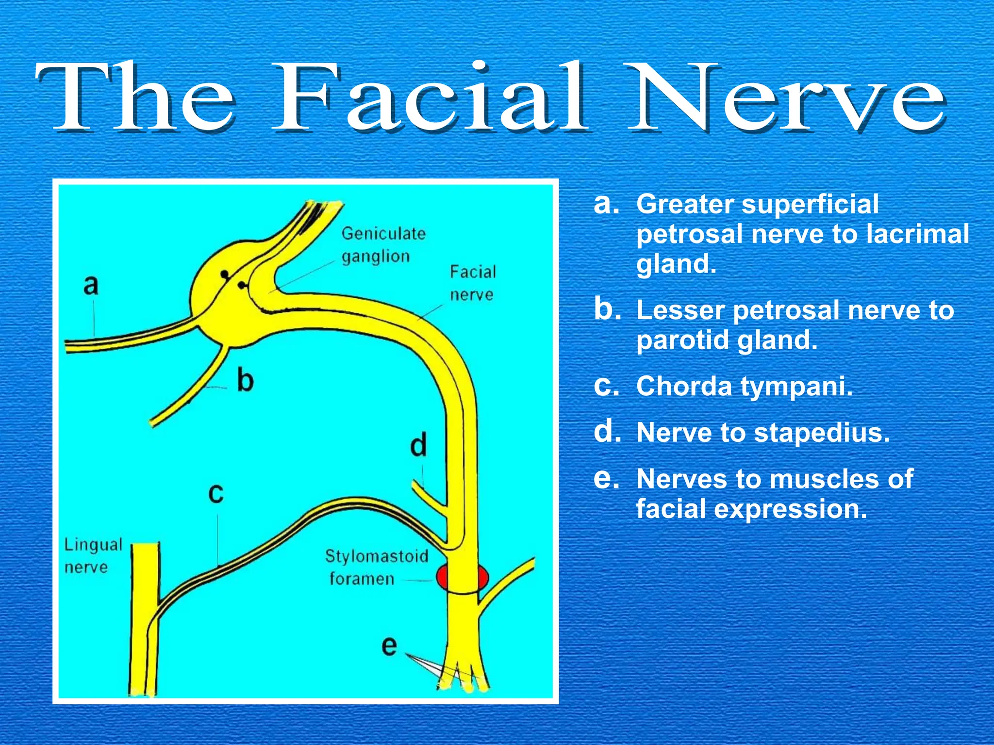 1-Anatomy of ear Anatomy of ear Anatomy of ear Anatomy of ear .pdf