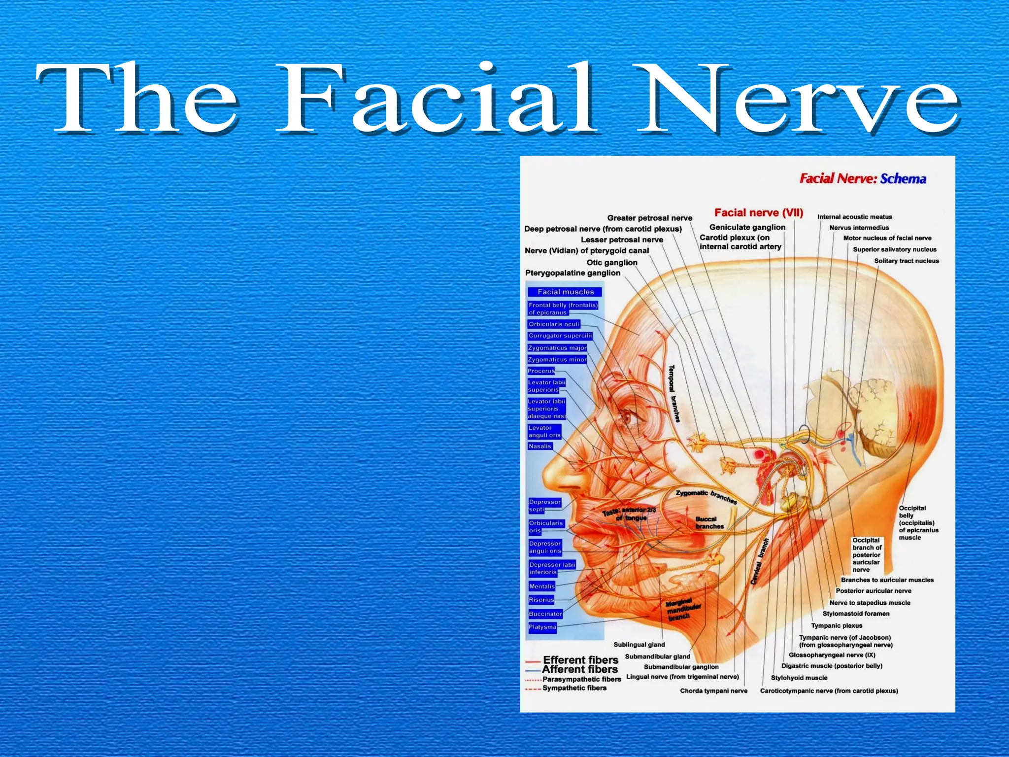 1-Anatomy of ear Anatomy of ear Anatomy of ear Anatomy of ear .pdf