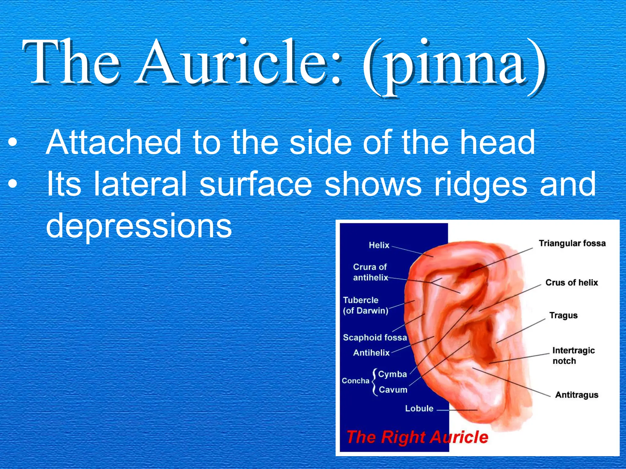1-Anatomy of ear Anatomy of ear Anatomy of ear Anatomy of ear .pdf
