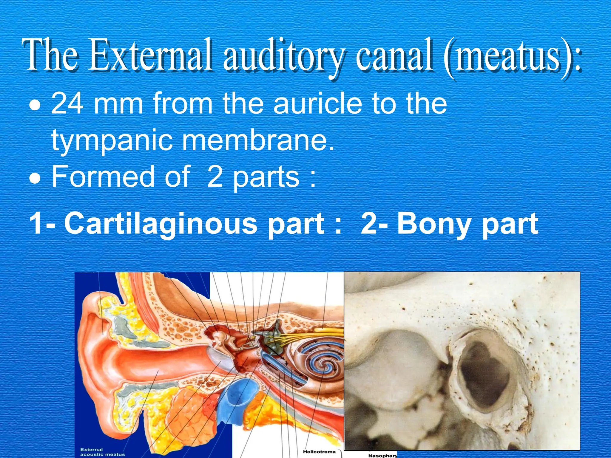 1-Anatomy of ear Anatomy of ear Anatomy of ear Anatomy of ear .pdf