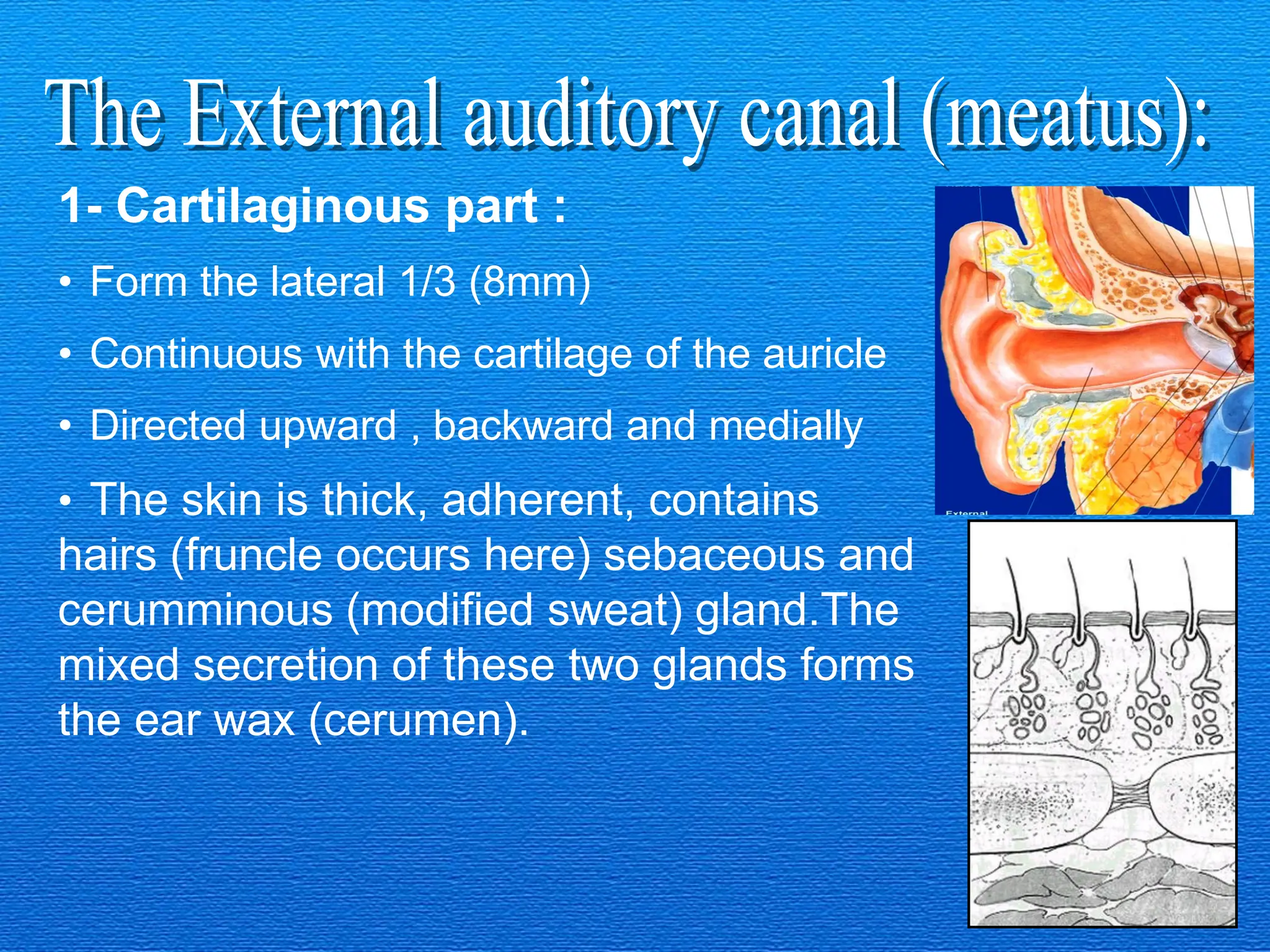 1-Anatomy of ear Anatomy of ear Anatomy of ear Anatomy of ear .pdf