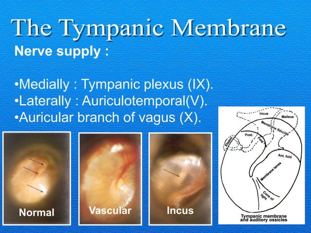 1-Anatomy of ear Anatomy of ear Anatomy of ear Anatomy of ear .pdf