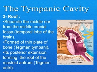 1-Anatomy of ear Anatomy of ear Anatomy of ear Anatomy of ear .pdf