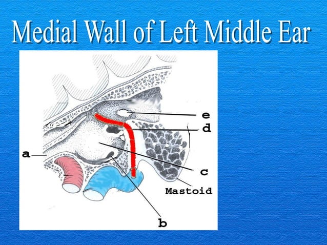 1-Anatomy of ear Anatomy of ear Anatomy of ear Anatomy of ear .pdf