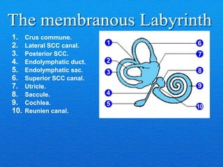 1-Anatomy of ear Anatomy of ear Anatomy of ear Anatomy of ear .pdf