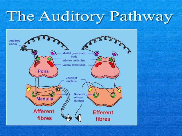 1-Anatomy of ear Anatomy of ear Anatomy of ear Anatomy of ear .pdf